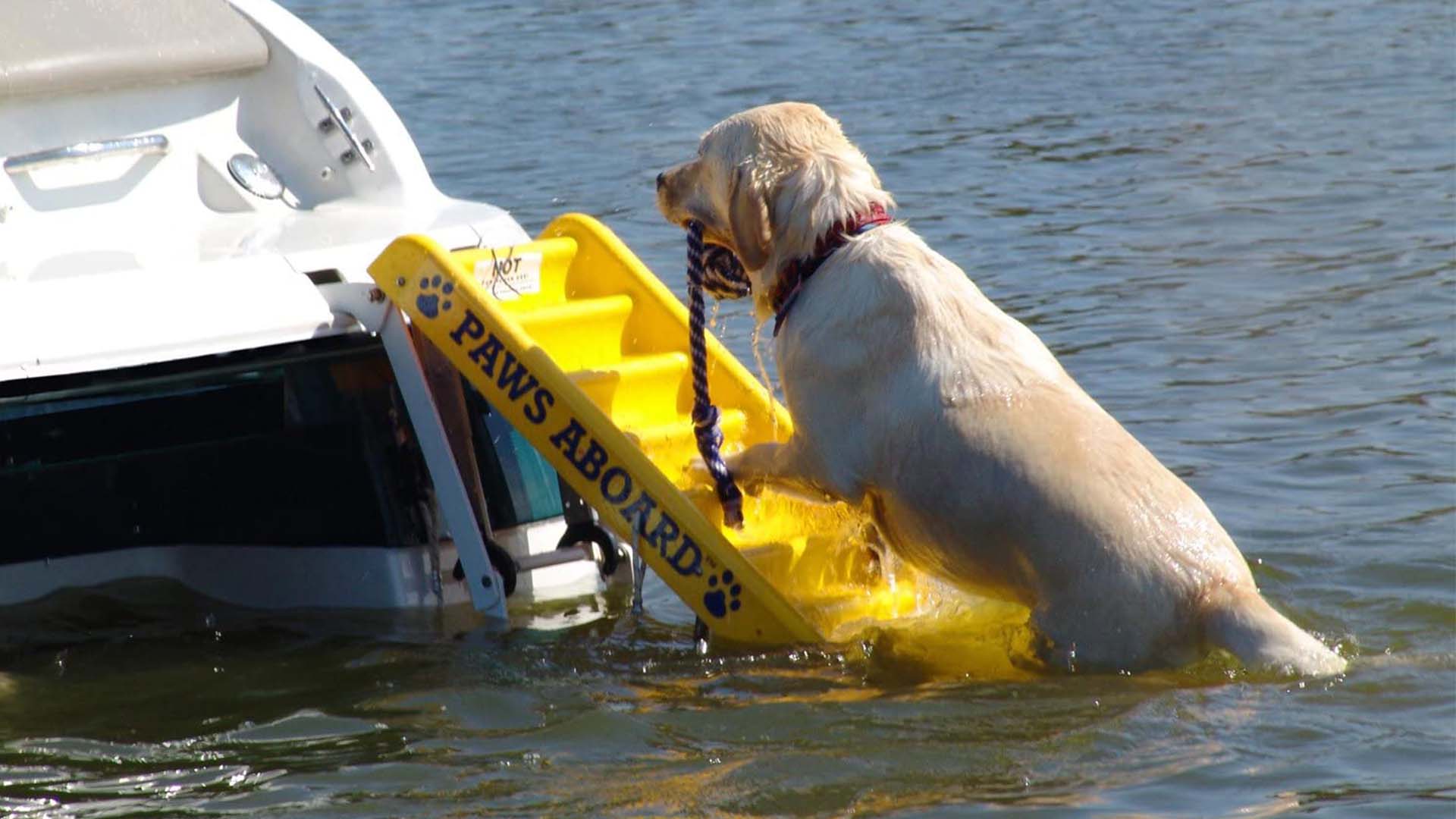 Dogs On Board - USA Onboard